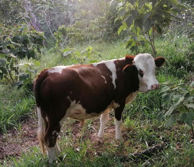 Toro Simmental Puro - SUGANADO