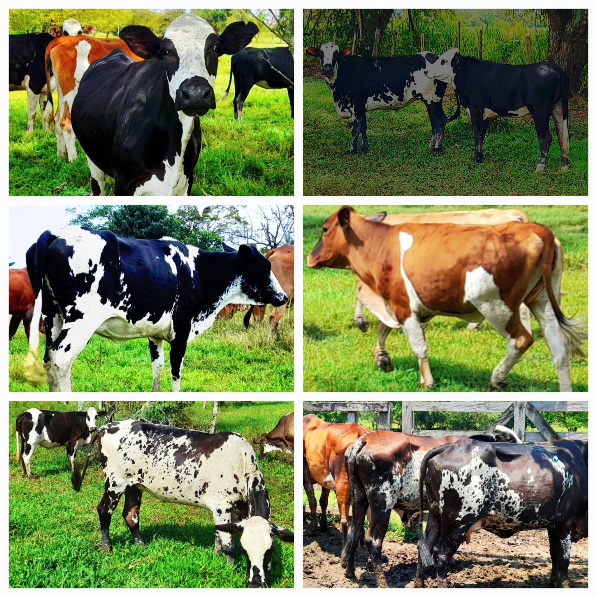 Venta de ganado / Compra de ganado - SUGANADO.COM Anuncia gratis!