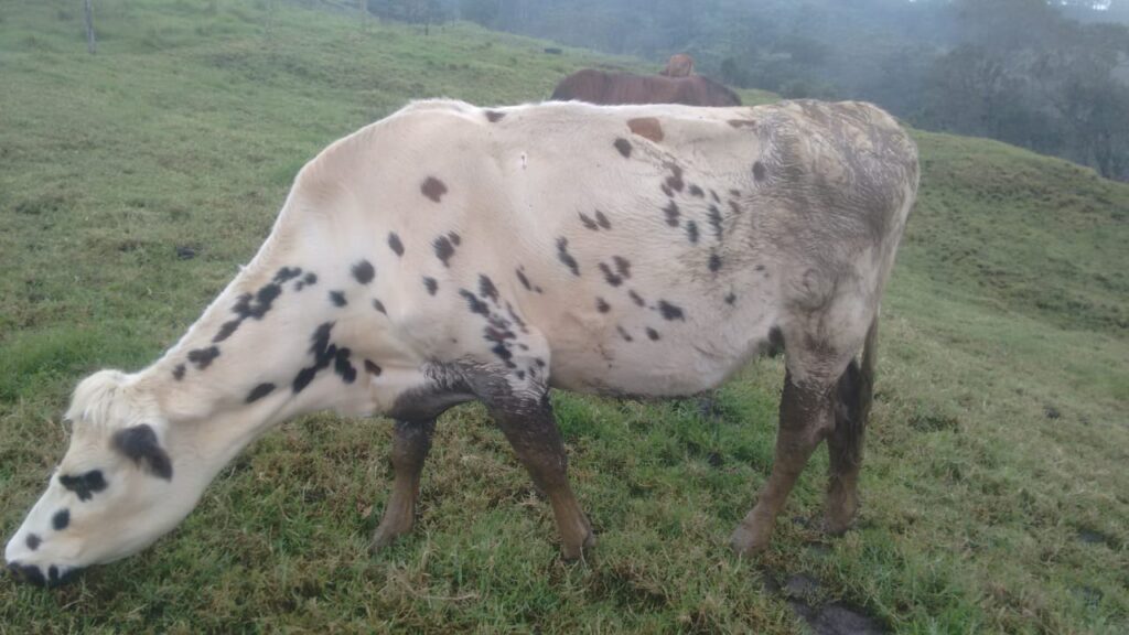 Vaca Normando Cargada - SUGANADO