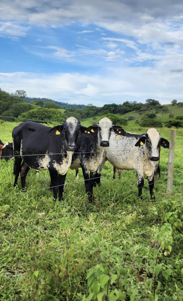 EN VENTA EXTRAORDINARIAS TERNERAS F1 GIROLANDAS DESTETAS DE 250 KGS ...