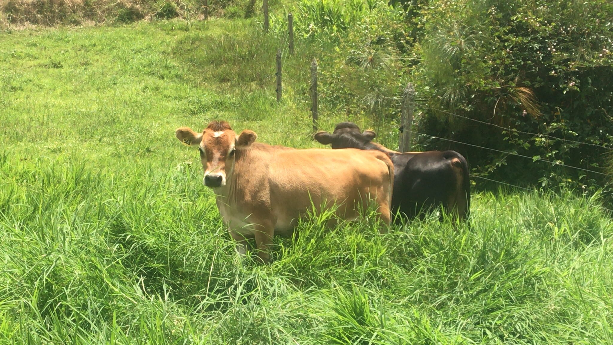 FAMILIA DE VAQUITAS MINIATURA EN VENTA!!! 2 VAQUITAS (1 al PARIR Y LA ...