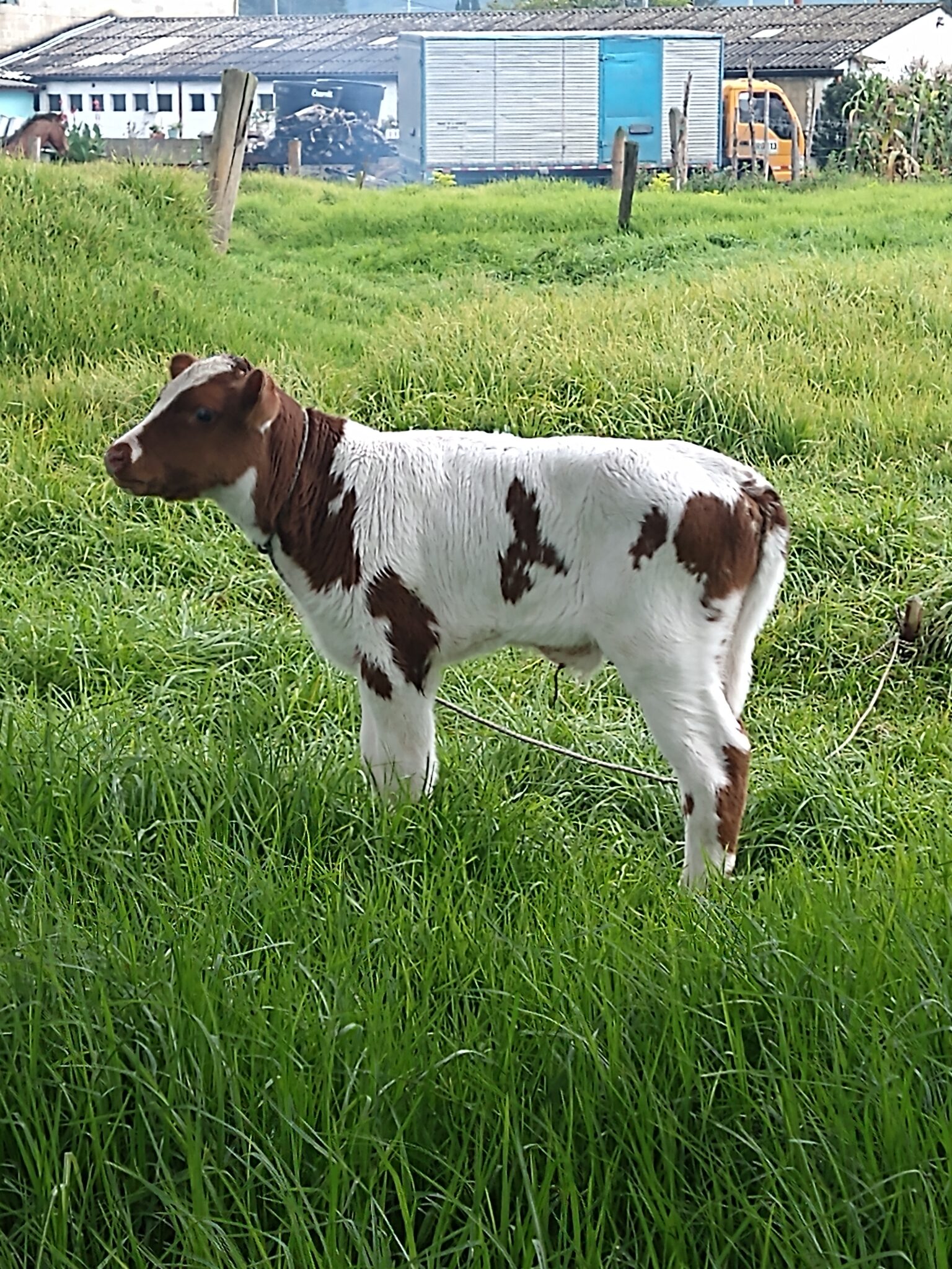 Vendo Hermoso ternero Ayrshire por Holstein - SUGANADO