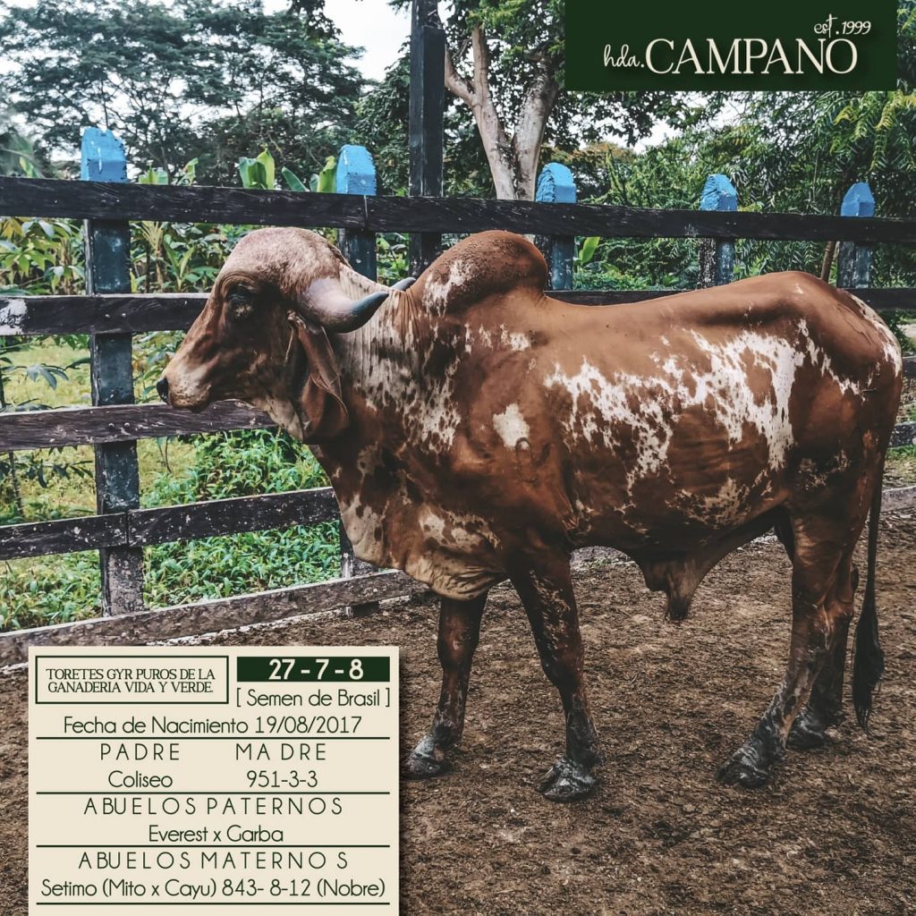 Machos Gyr Puros con registro 100% leche - SUGANADO