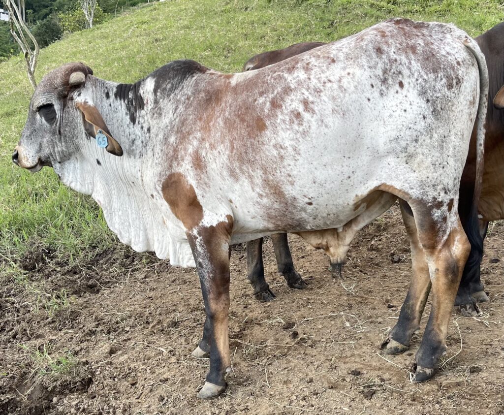 Toro Gyr 3/4 para la venta - SUGANADO
